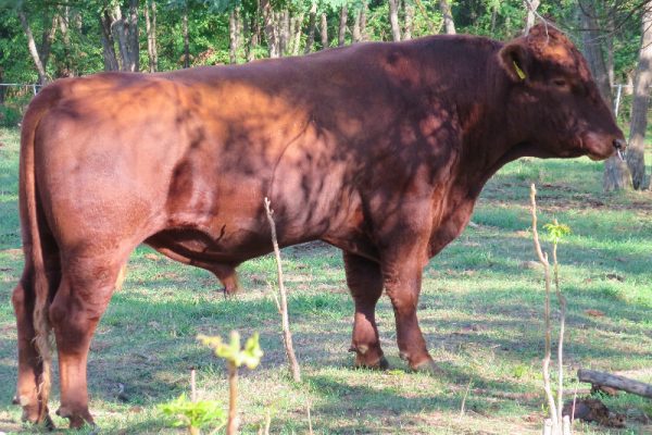 Angus Rind – Fleischerei Karlo